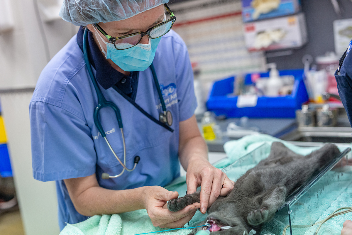 Anne Quain - Unbound Project